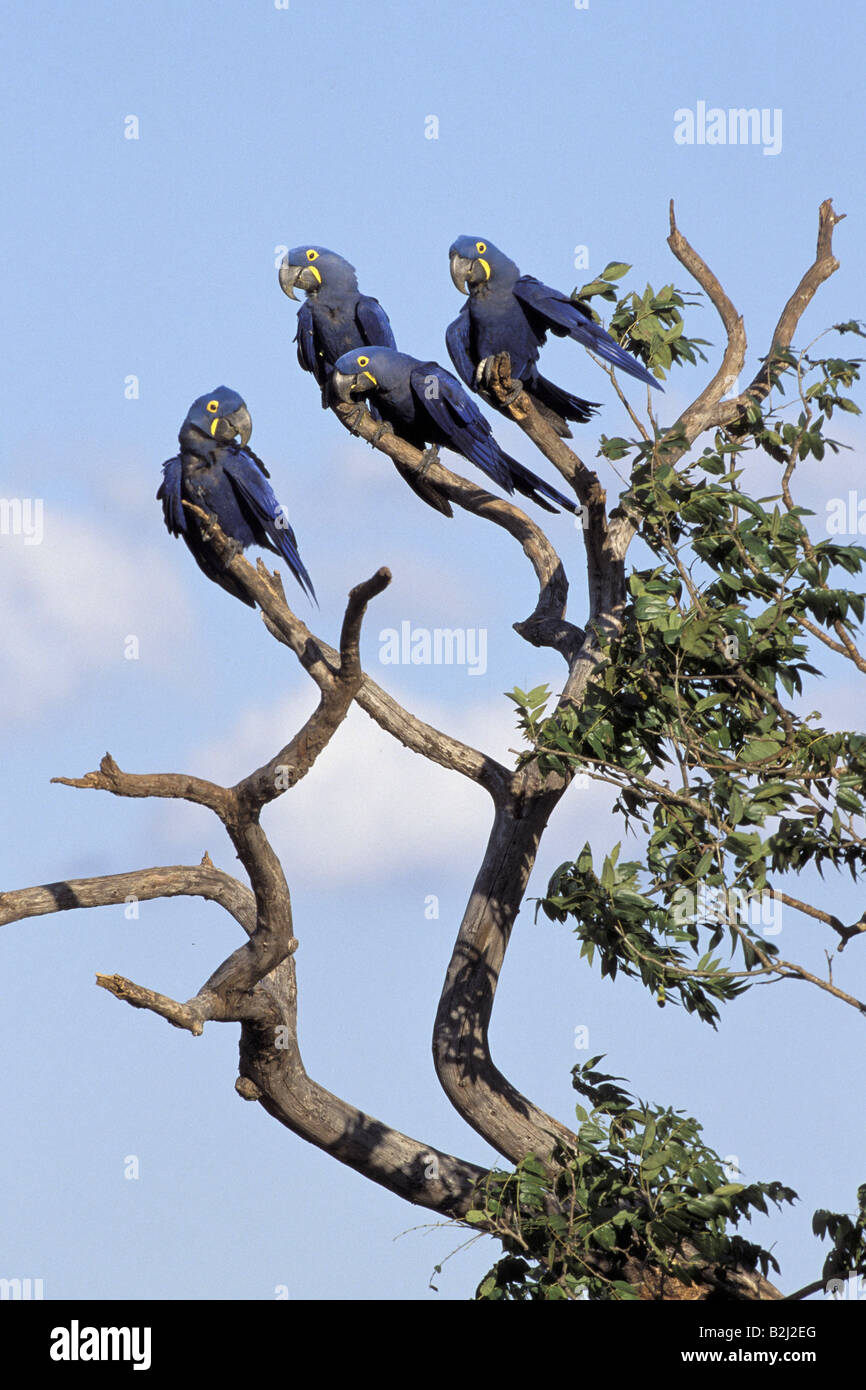 zoology / animals, avian / bird, parrots, Hyacinth Macaw ...