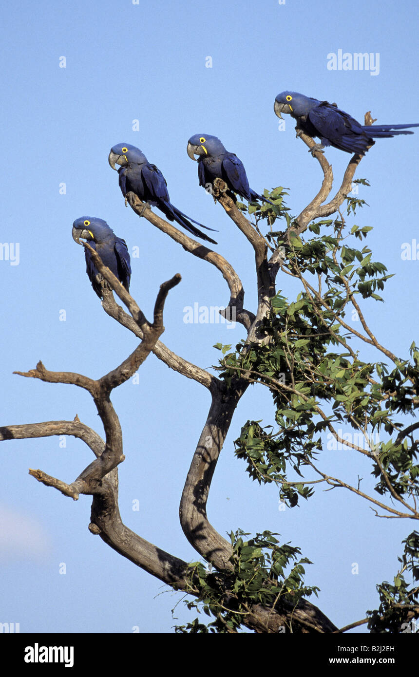 zoology / animals, avian / bird, parrots, Hyacinth Macaw ...