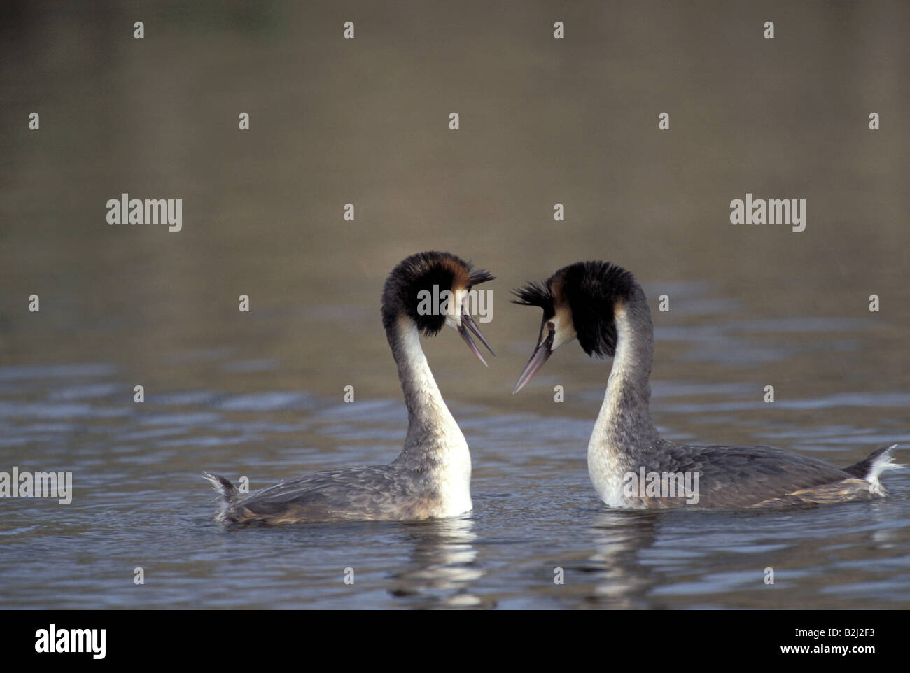 zoology / animals, avian / bird, grebe, Great Crested Grebe, (Podiceps ...