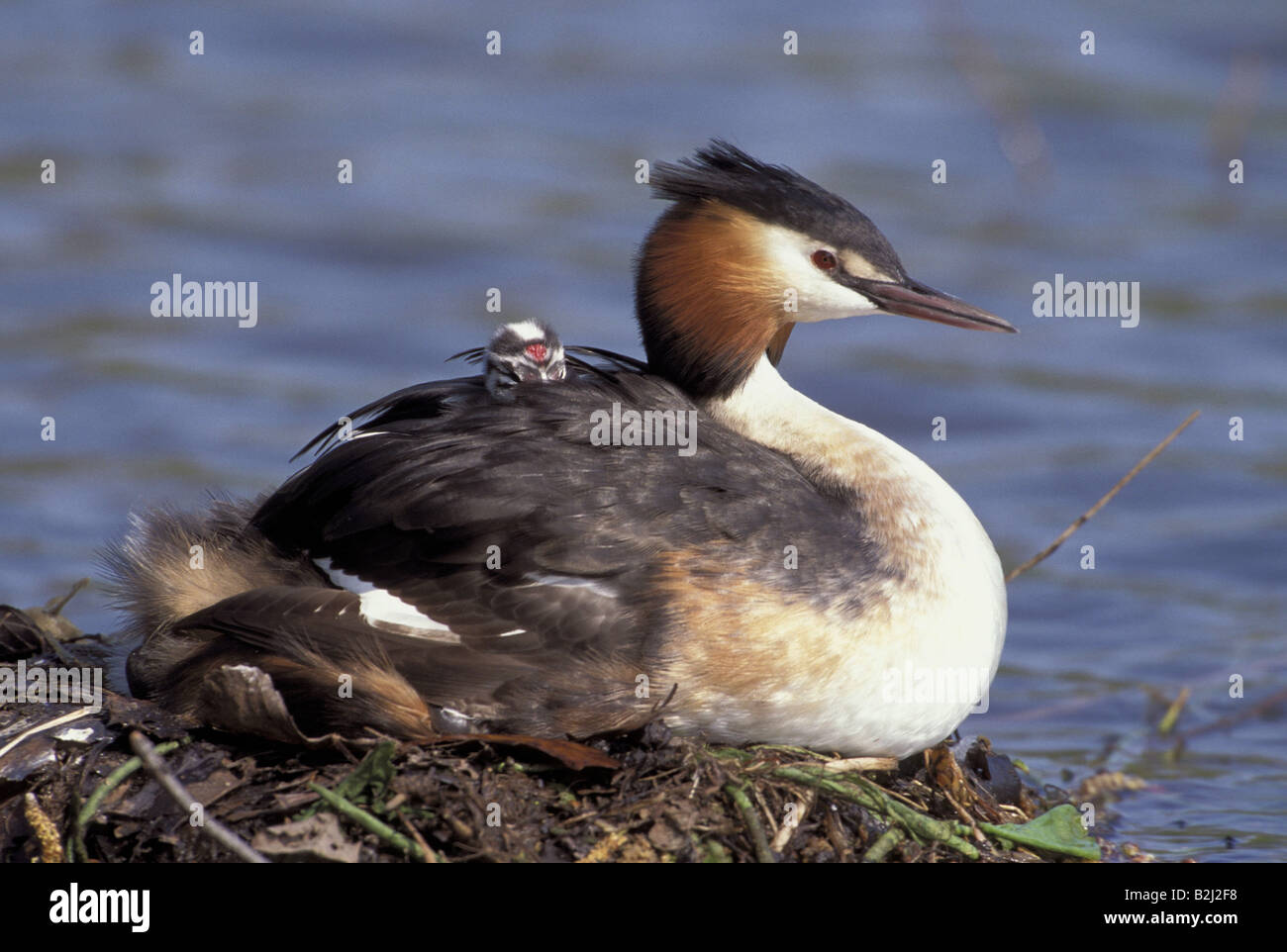 zoology / animals, avian / bird, grebe, Great Crested Grebe, (Podiceps ...