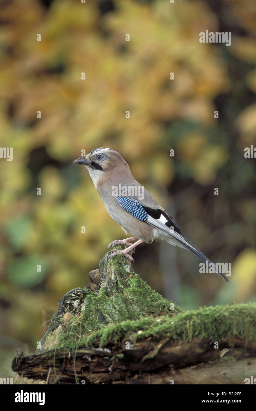 zoology / animals, avian / bird, Corvids, Eurasian Jay, (Garrulus ...