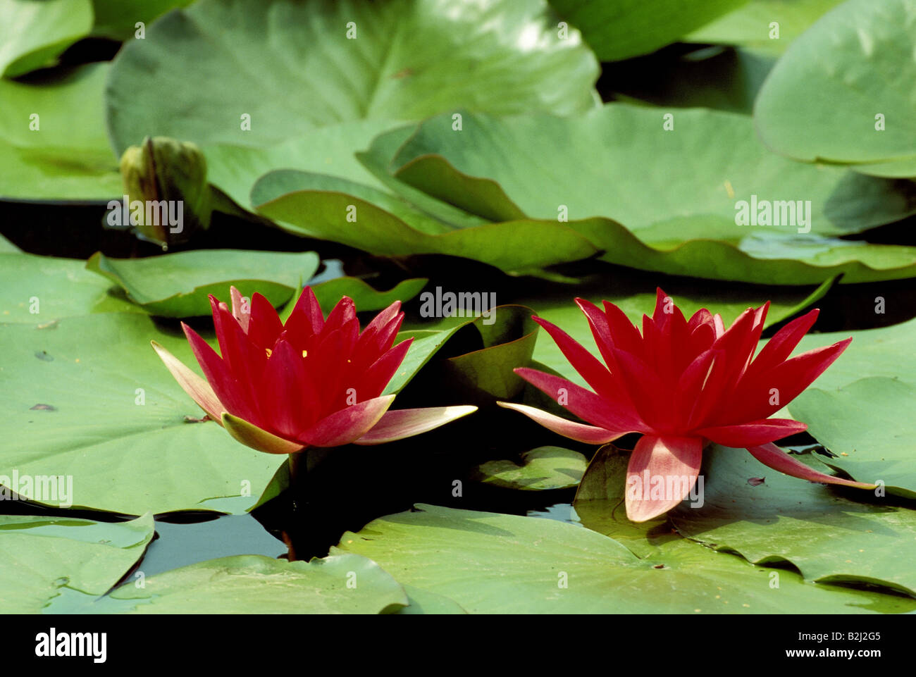 botany, waterlilies, Red waterlily, (Nymphaea , Additional-Rights ...