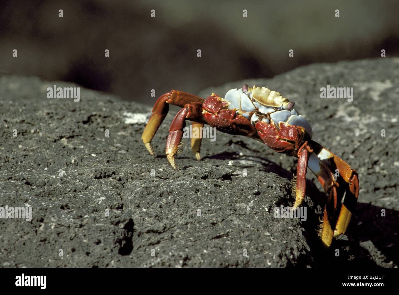zoology / animals, shellfish / crustacean, rock crabs, Red Rock Crab ...