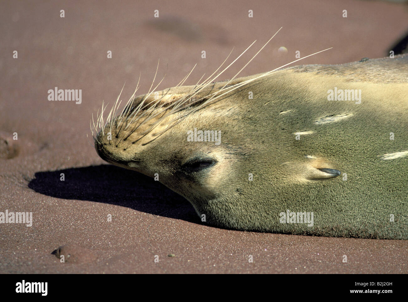 Eared seals hi-res stock photography and images - Alamy