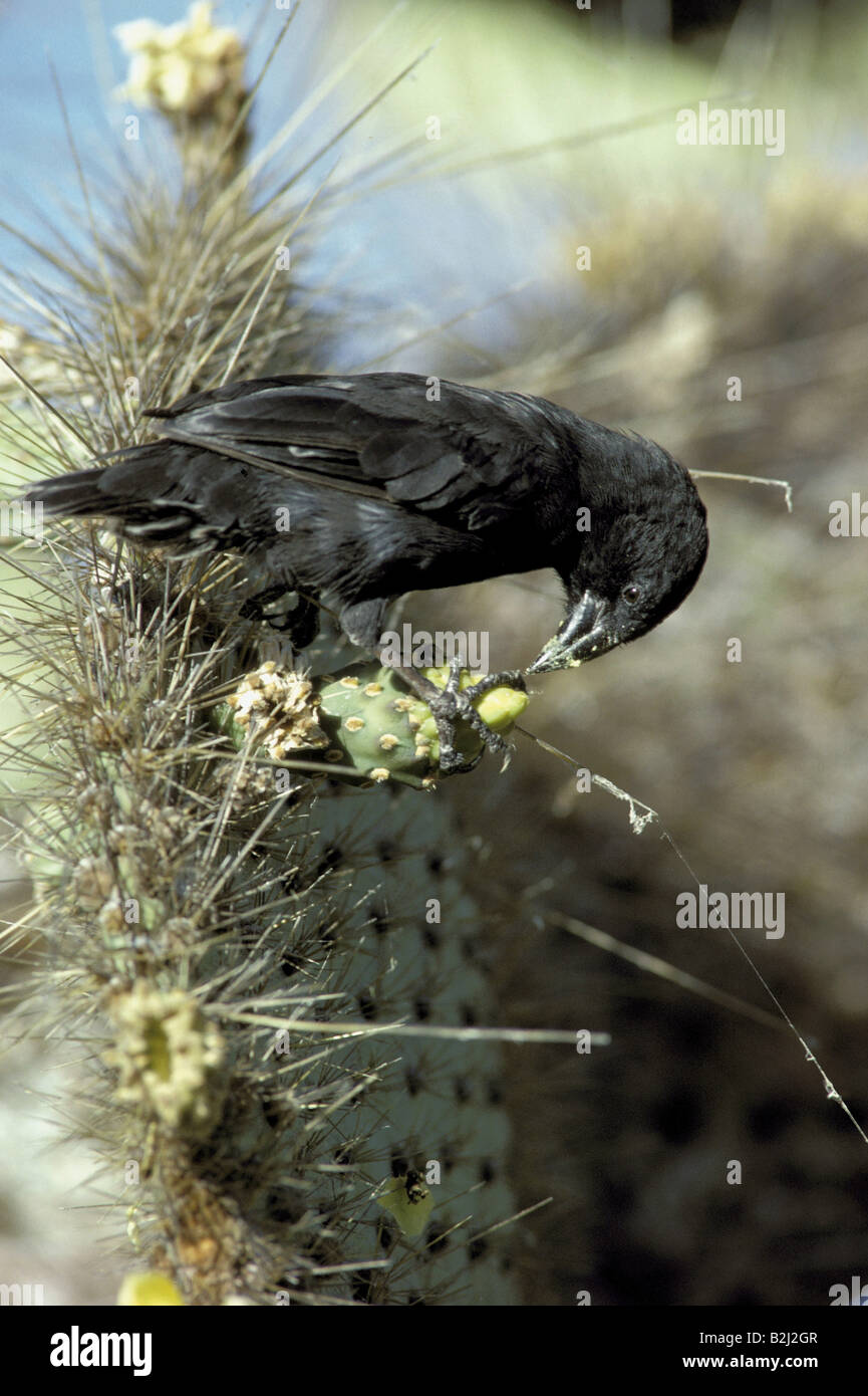 zoology / animals, avian / bird, buntings, Common Cactus-Finch ...