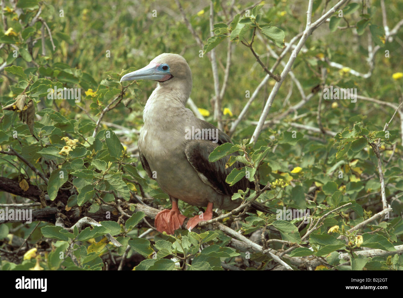 zoology / animals, avian / bird, Gannets, Red-footed Booby, (Sula sula ...
