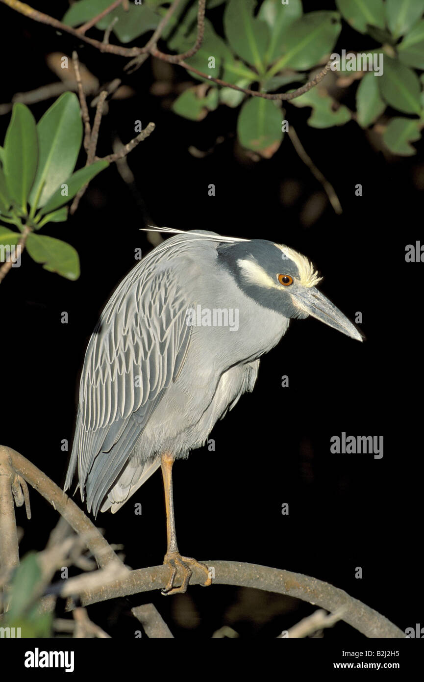 zoology / animals, avian / bird, herons, Yellow-crowned Night Heron ...