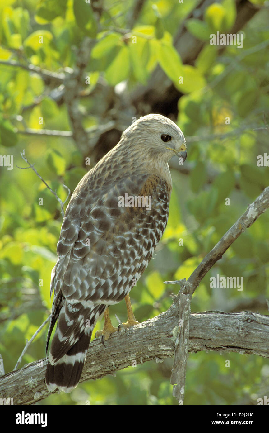 zoology / animals, birds, buzzards, Red-shouldered Hawk, (Buteo ...
