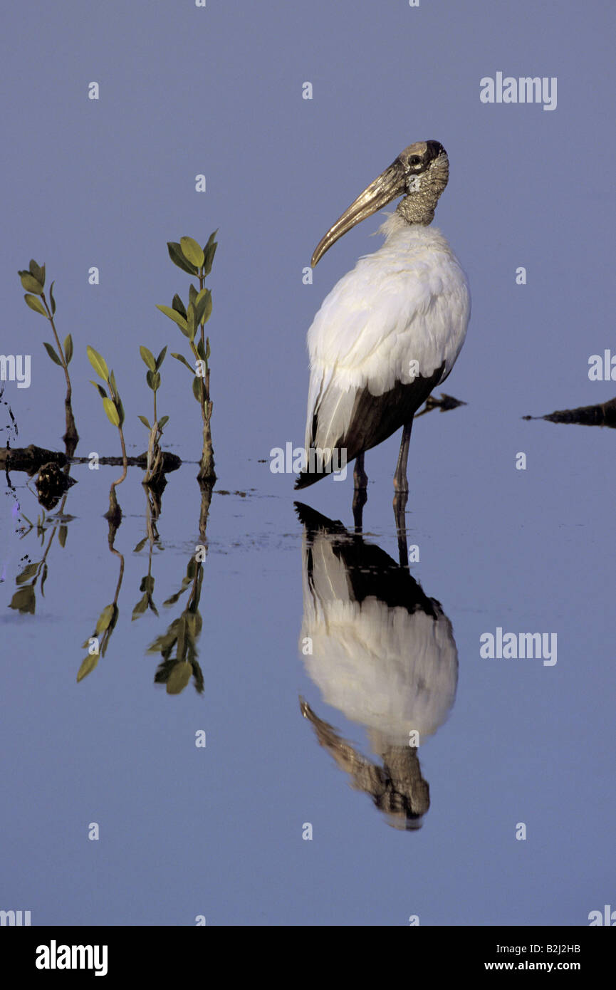 zoology / animals, avian / bird, storks, American Wood Ibis, (Mycteria ...