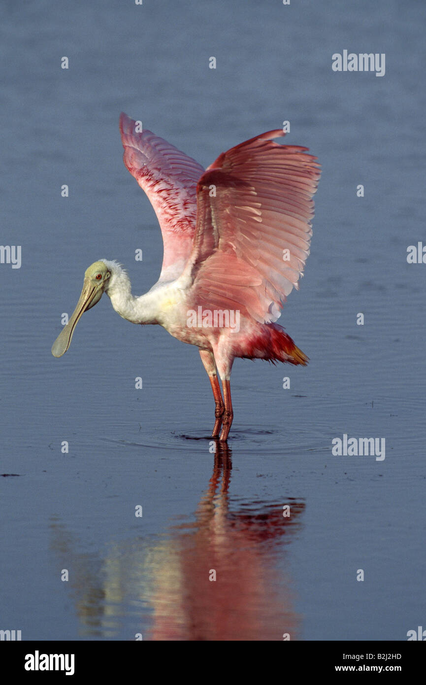 Roseate spoonbill ajaia standing hi-res stock photography and images ...