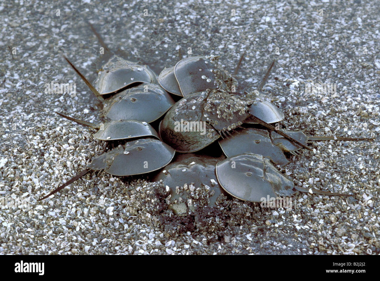 zoology / animals, shellfish / crustacean, crabs, Horseshoe Crab ...