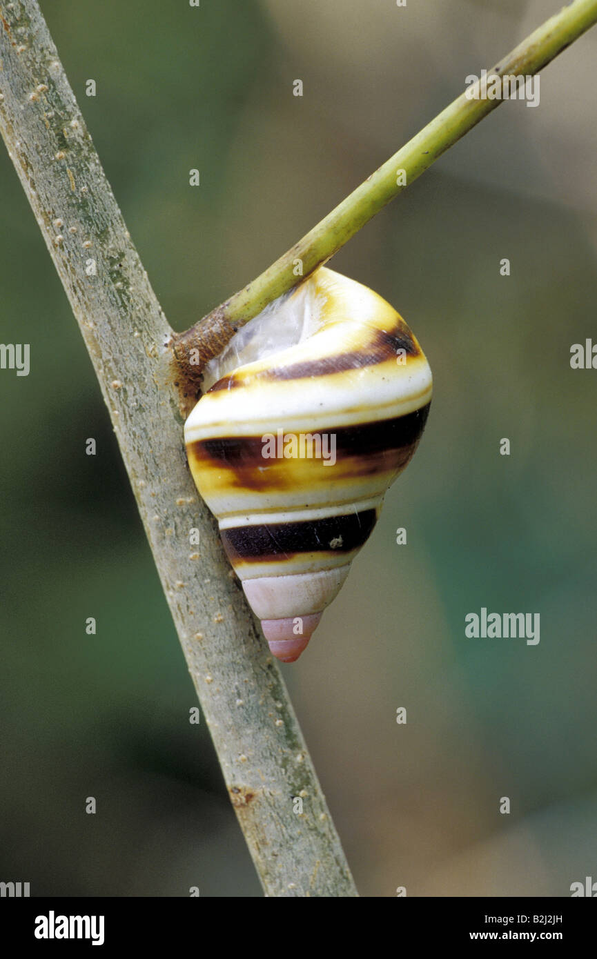 zoology / animals, mollusc, snails, Florida Treesnail, (Liguus ...