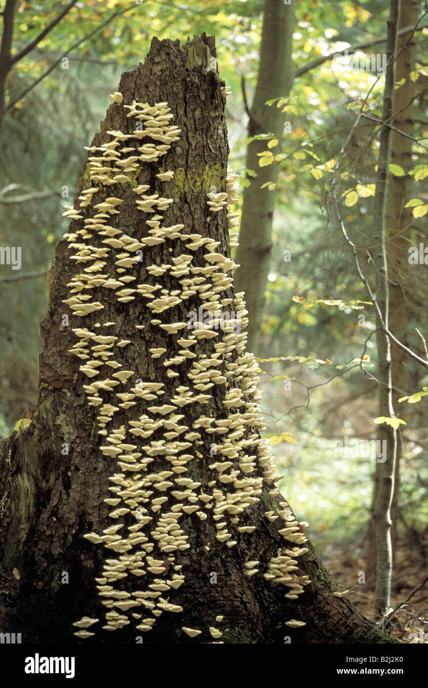 botany, fungi, Phanerochaete chrysosporium, several mushrooms at tree ...