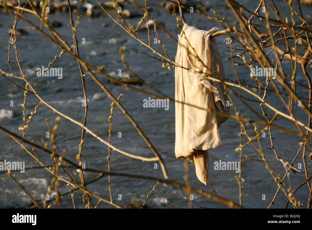 one dirty white blanket stuck in tree branches Stock Photo - Alamy
