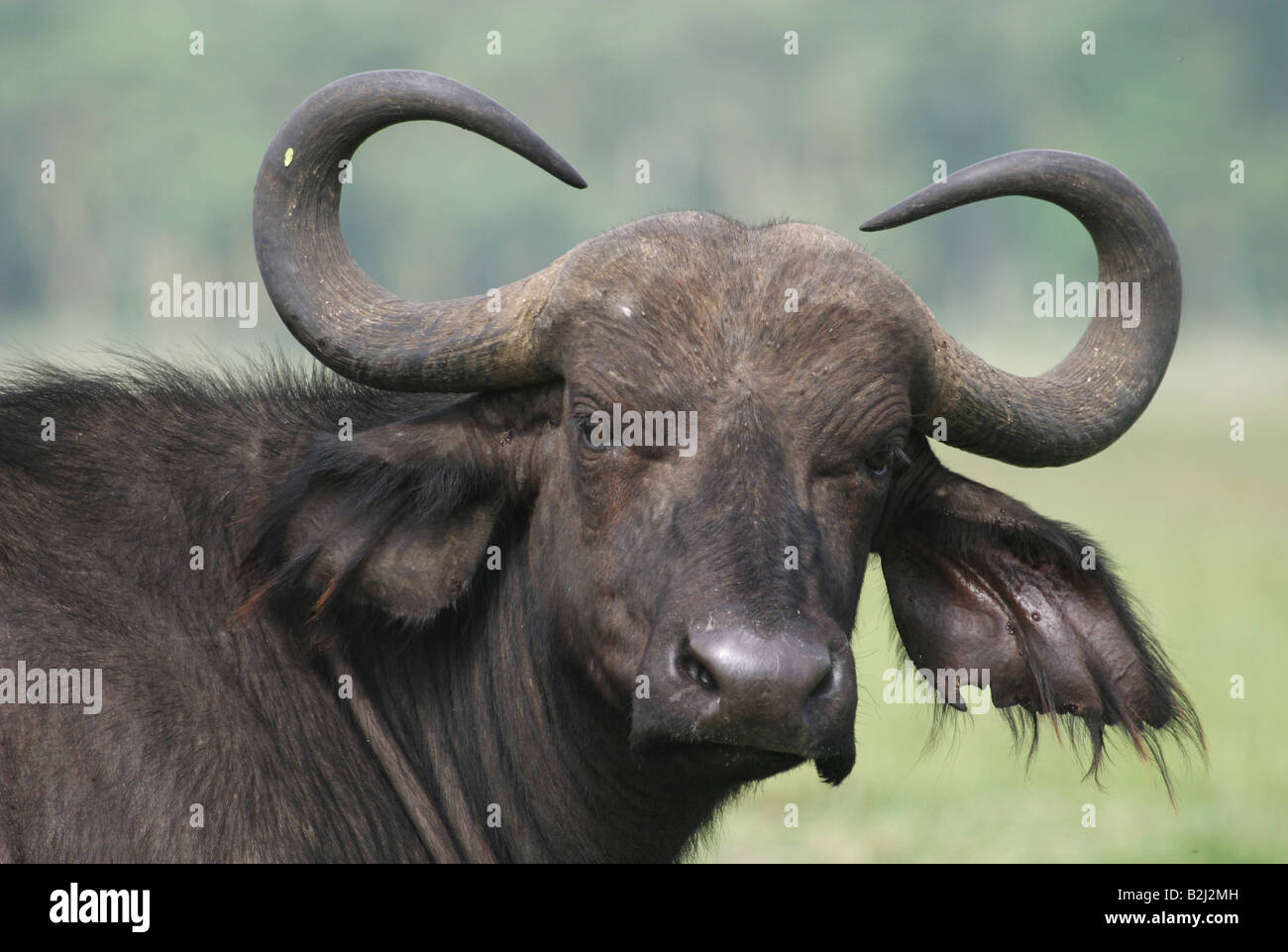 zoology / animals, mammal / mammalian, Bovidae, African Buffalo ...