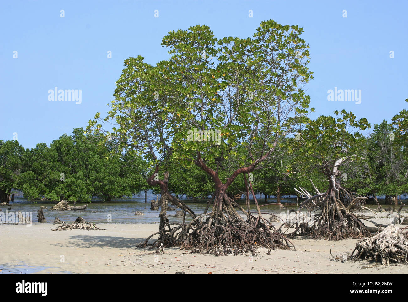 botany, mangrove, (Rhizophorae), species, "Rhizophora mucronata", trees ...