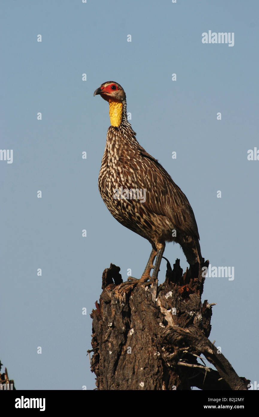 zoology / animals, avian / bird, Francolin, Yellow-necked Francolin ...