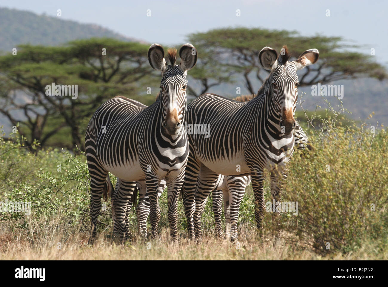 Just only in northern kenya and somalia hi-res stock photography and ...