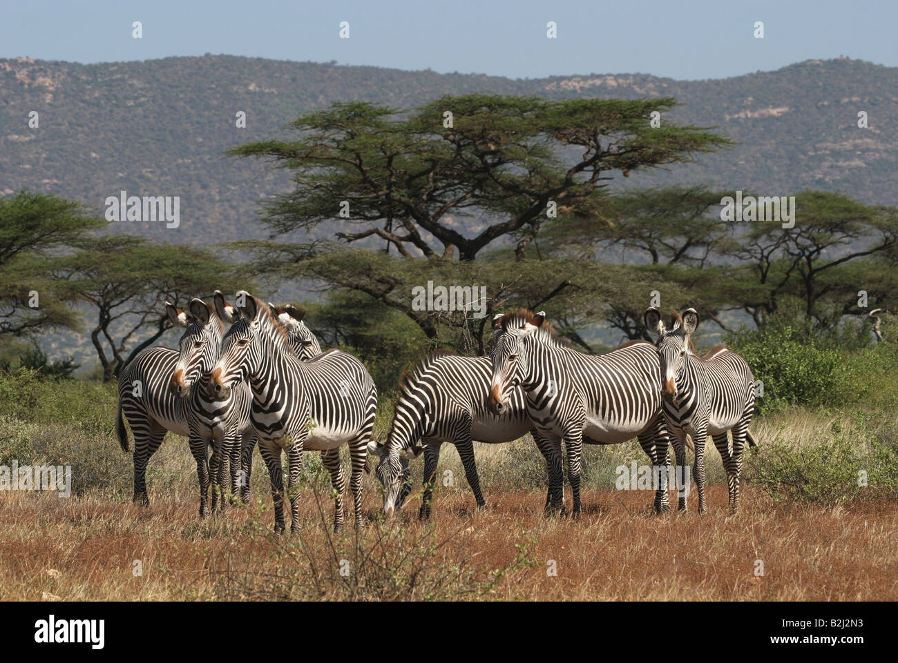 Just only in northern kenya and somalia hi-res stock photography and ...