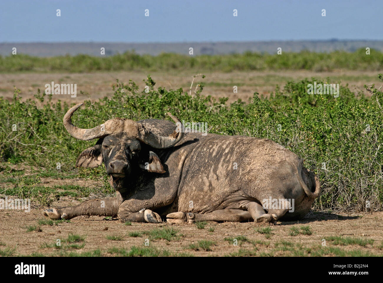 zoology / animals, mammal / mammalian, Bovidae, African Buffalo ...