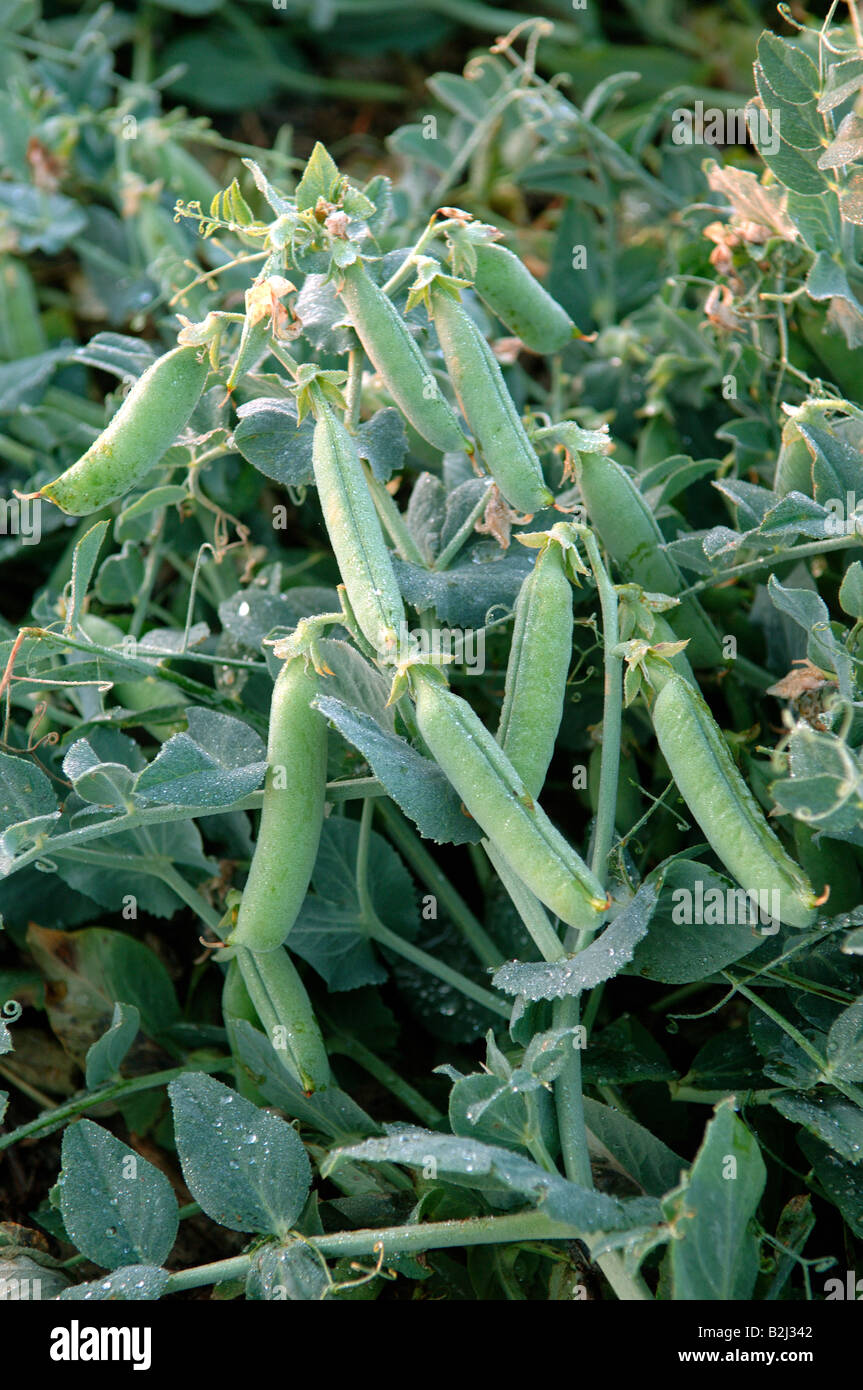 Fresh peas in field Stock Photo - Alamy
