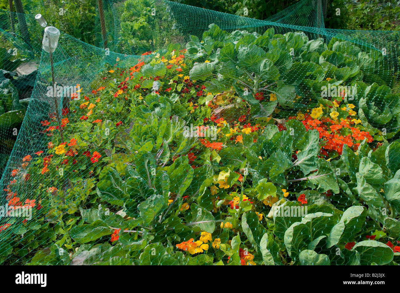 Crop Protection Guide For Greenhouse Vegetables Clipart