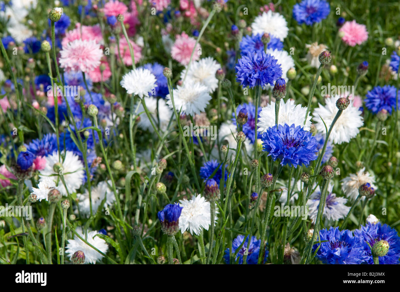selection of wildflowers in english country garden Stock Photo - Alamy