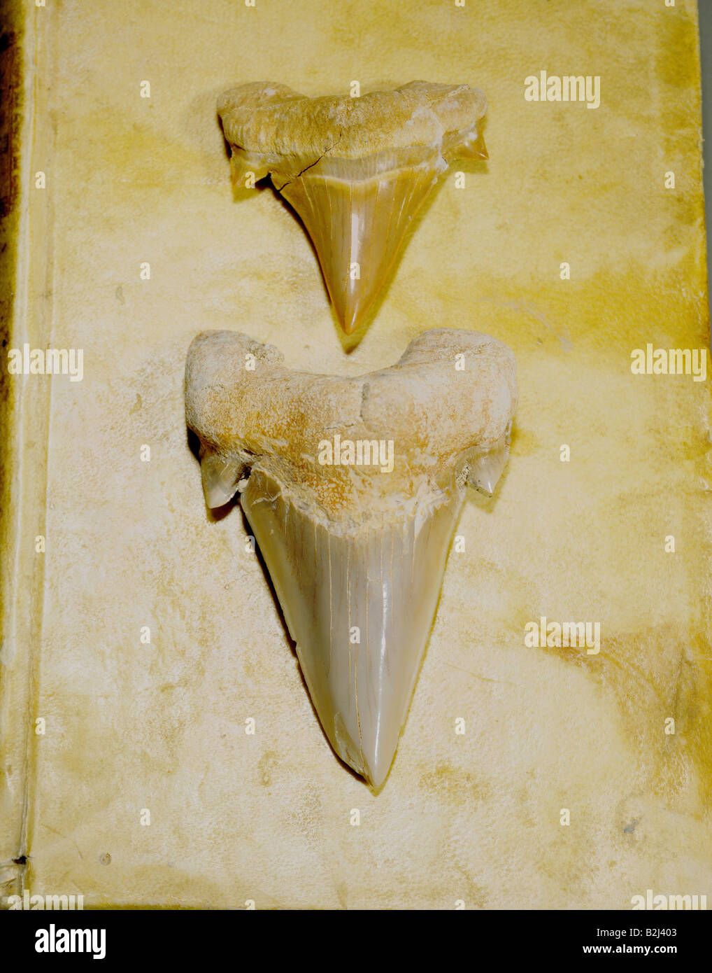 superstition, amulets, shark teeth, private collection, fossile, tooth ...
