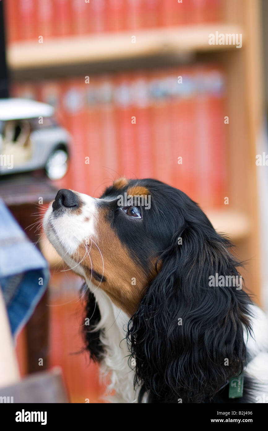 King Charles spaniel portrait Stock Photo - Alamy