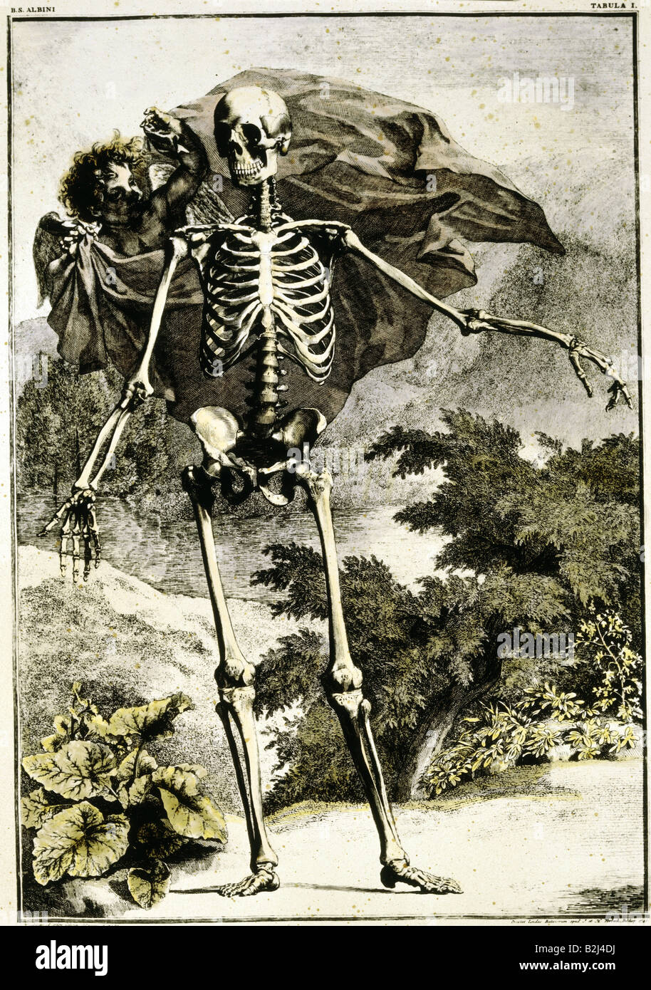 Tabulae anatomicae musculorum hominis hi-res stock photography and ...