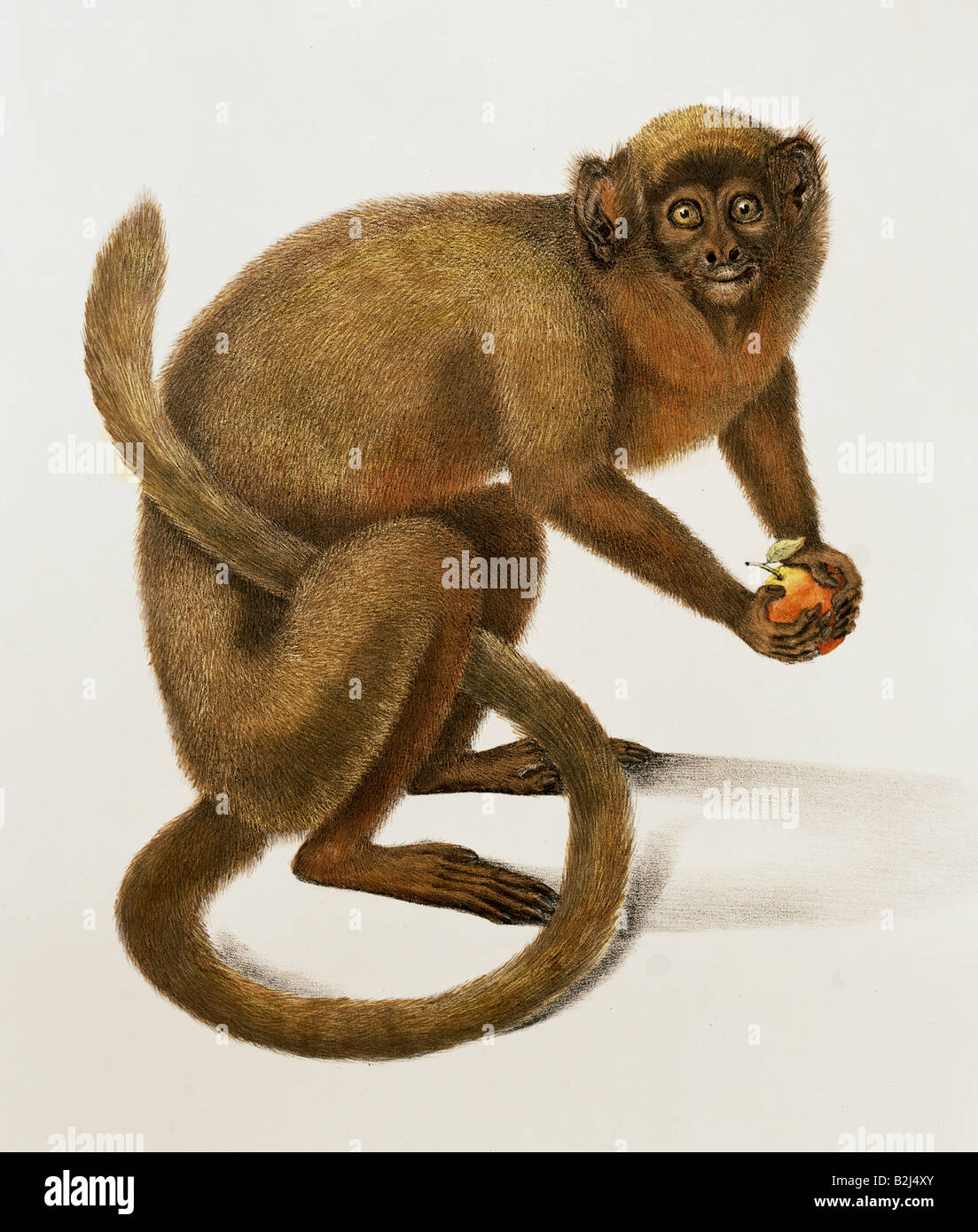 zoology / animal, mammal / mammalian, monkeys, marmosets (Callithrix ...