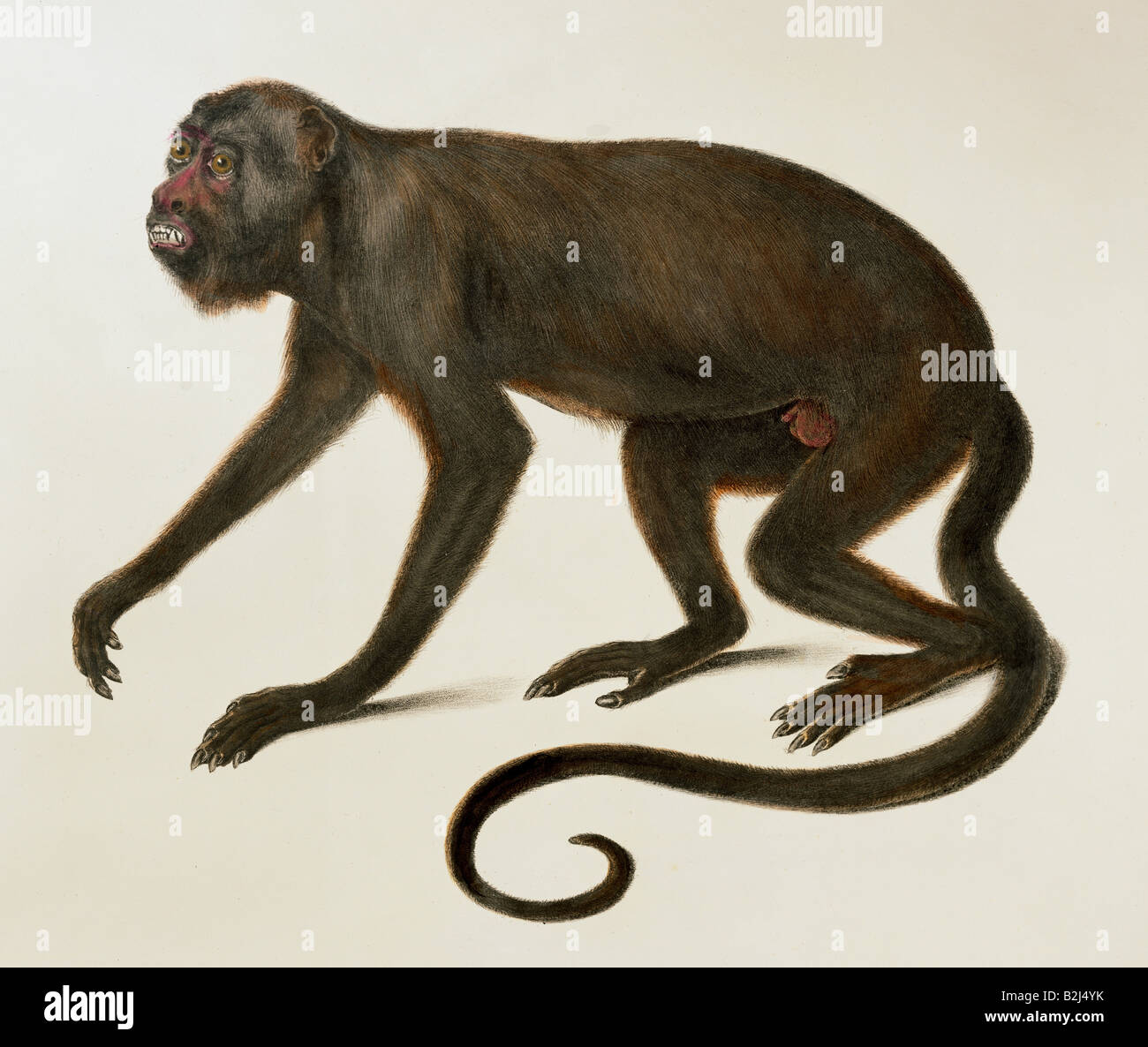 zoology / animal, mammal / mammalian, monkeys, howlers, Mycetes ...