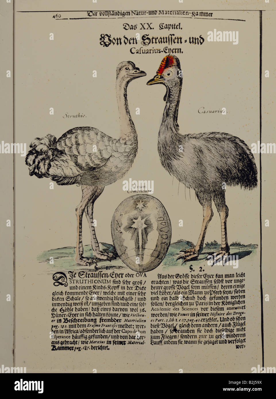 zoology, Ostrich (Struthio camelus) and Cassowary (Casuarius), coloured ...