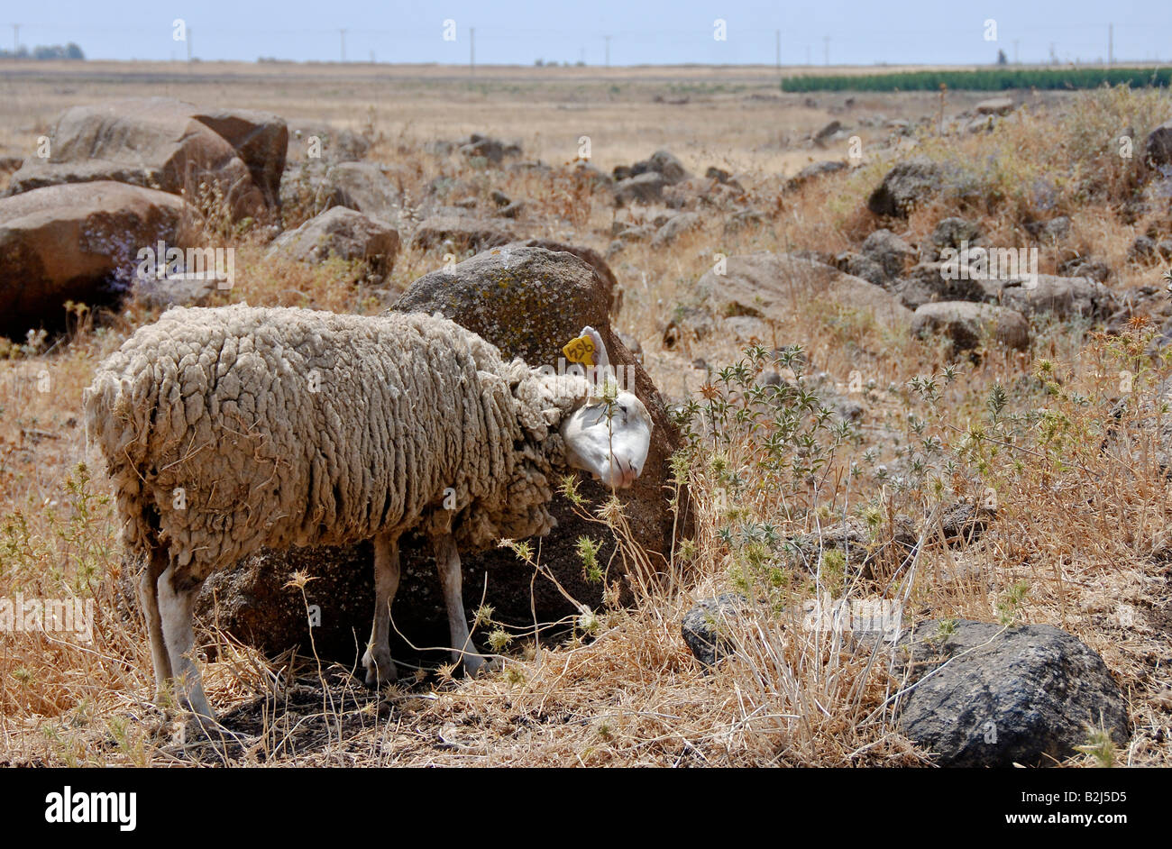 Sheep grazing in a dry field Stock Photo - Alamy