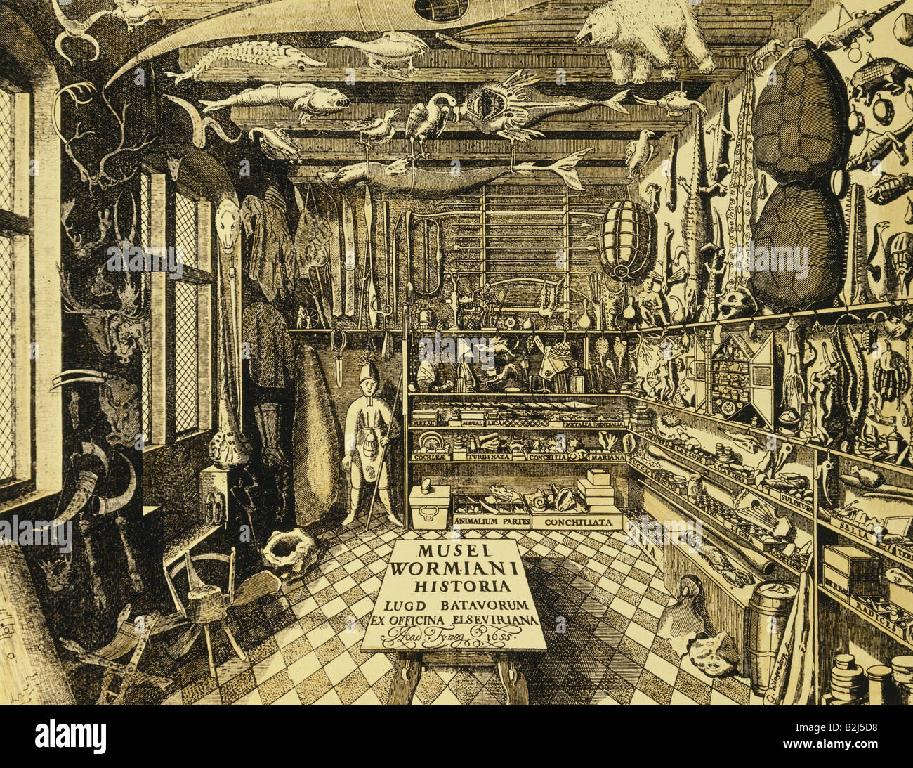 Olaus worm hi-res stock photography and images - Alamy