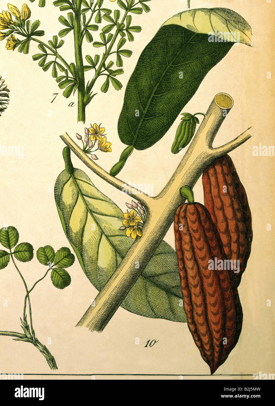 botany, trees, cocoa (Theobroma Cacao), twig, leaves and fruit ...