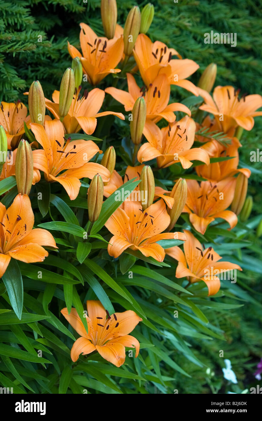 Blooming orange lilies Stock Photo - Alamy