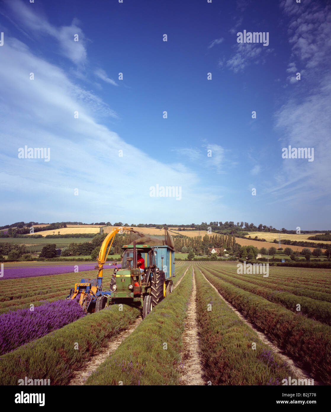 Lavender being harvested. Castle Farm, Shoreham, Darent Valley ...