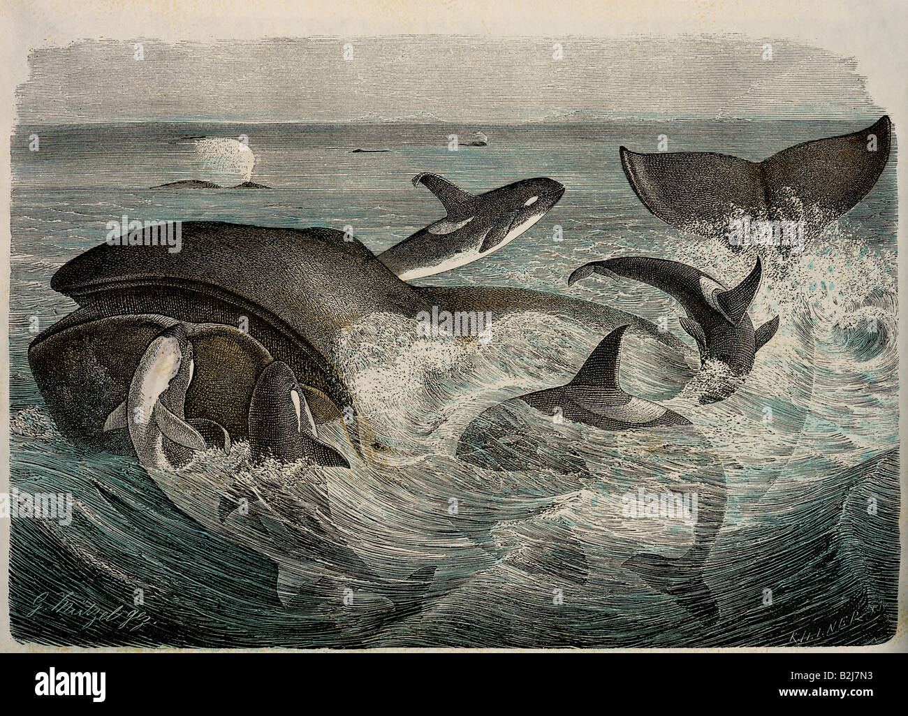 zoology, mammals / mammalian, whales (Cetacea), Bowhead Whale (Balaena ...