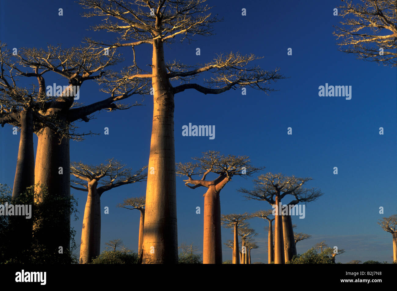 Avenue of the Baobab Trees Morondava Stock Photo - Alamy