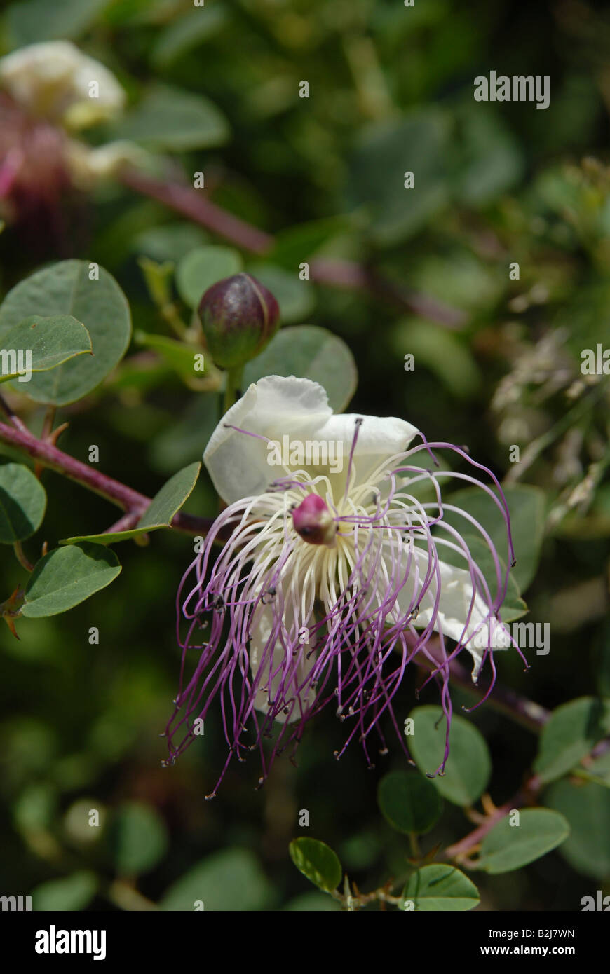 Close up of a caper Capparis spinosa plant and flower Stock Photo - Alamy
