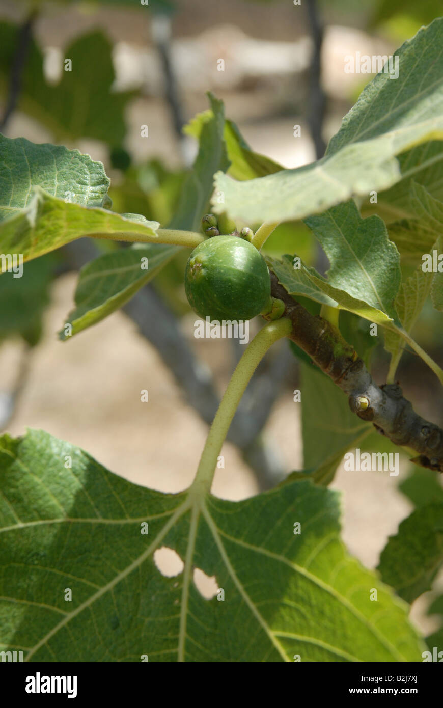 Close up of the fruit and leaves of a fig tree Ficus carica Stock Photo ...