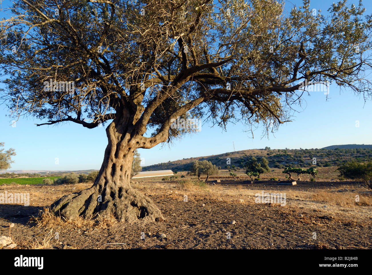 Israel Southern Coastal Plains Lachish Region An old Olive tree Stock ...