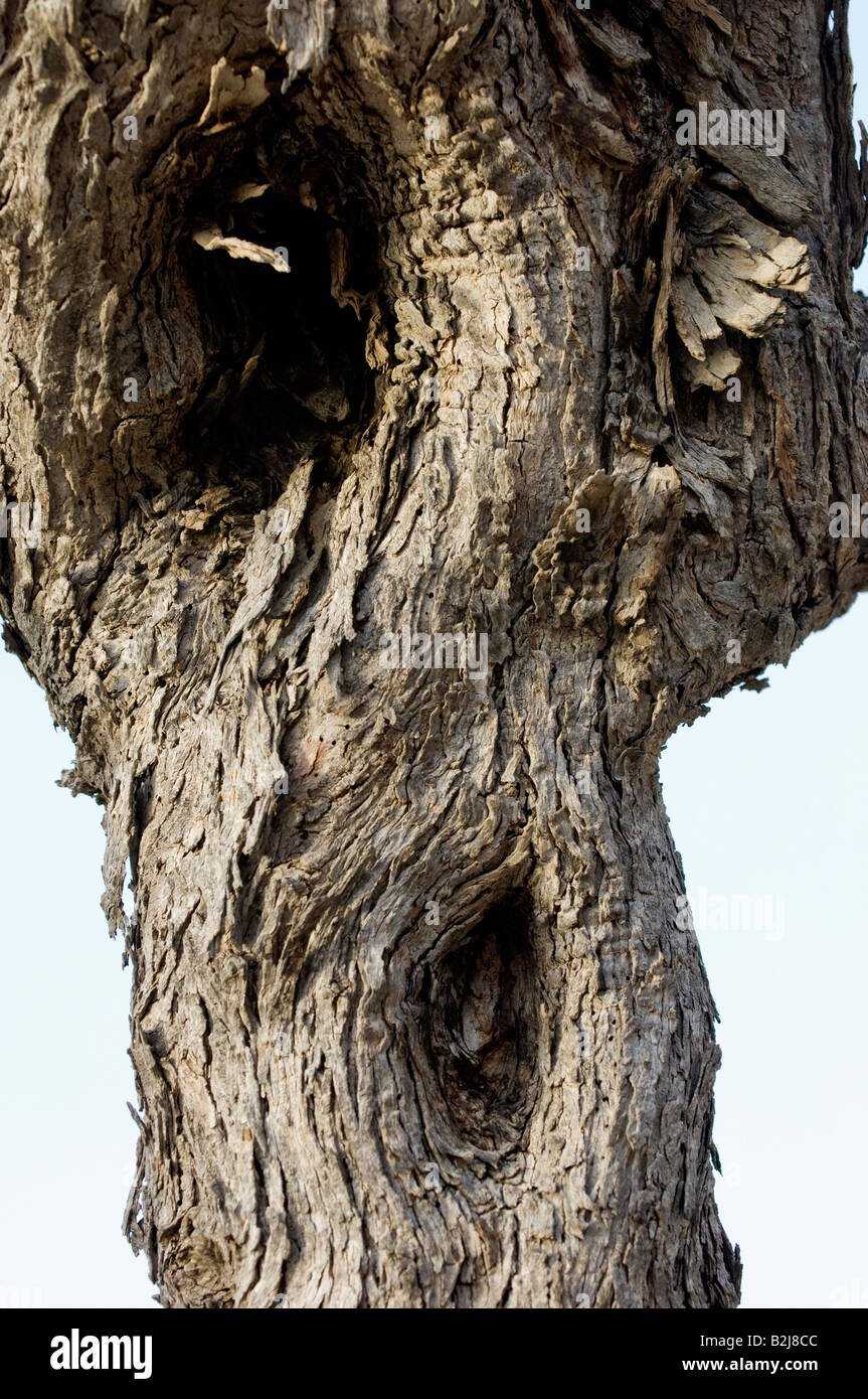 Unusual Tree Trunk Stock Photo - Alamy