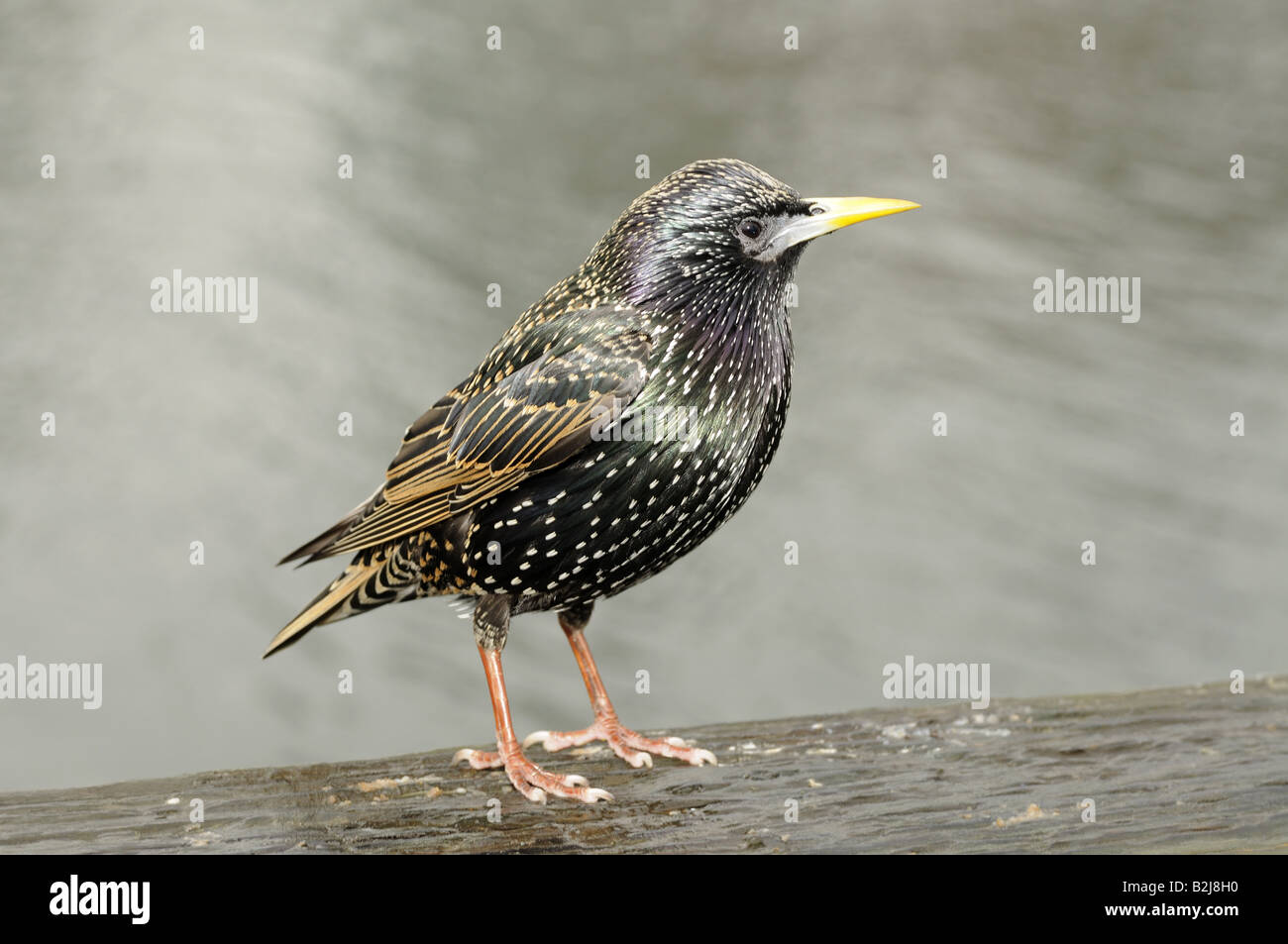 Starling family (Sturnidae Stock Photo - Alamy