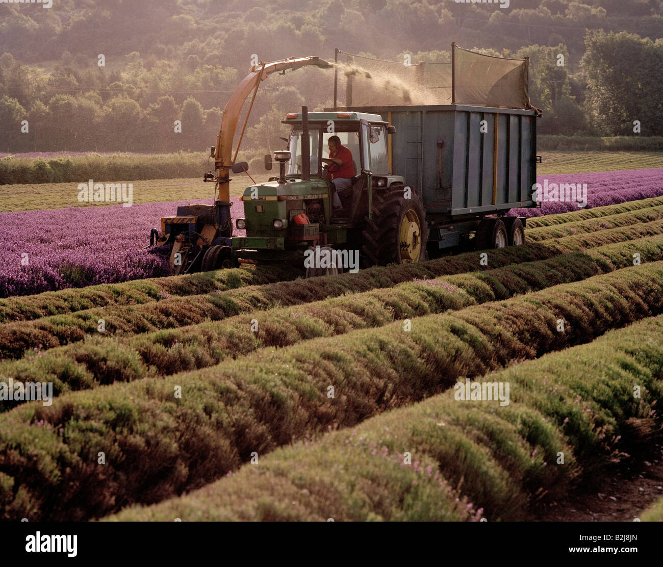 Lavender being harvested. Castle Farm, Shoreham, Darent Valley ...