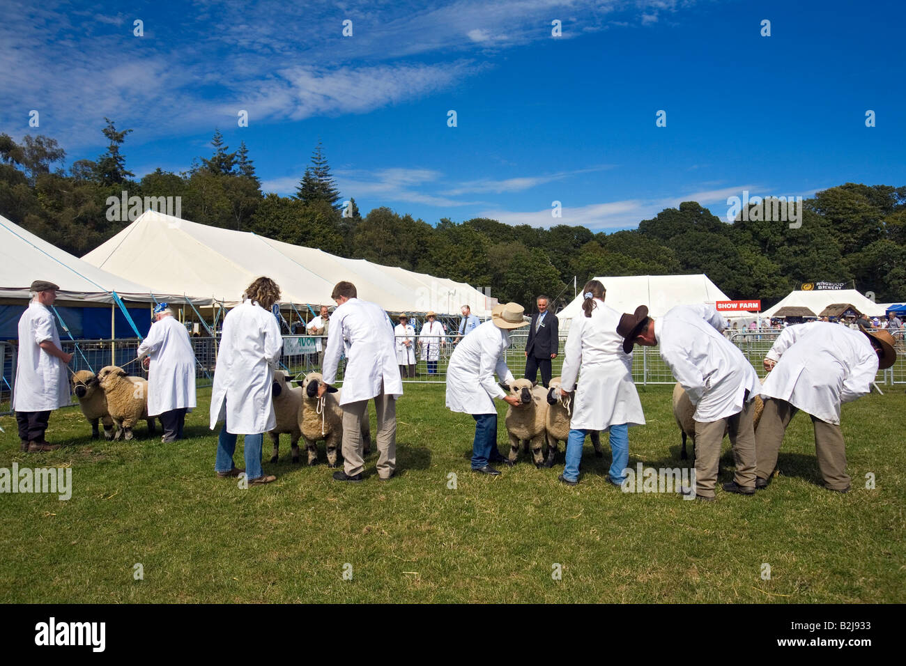 sheep judging at the New Forest county show, Brockenhurst, Hampshire ...