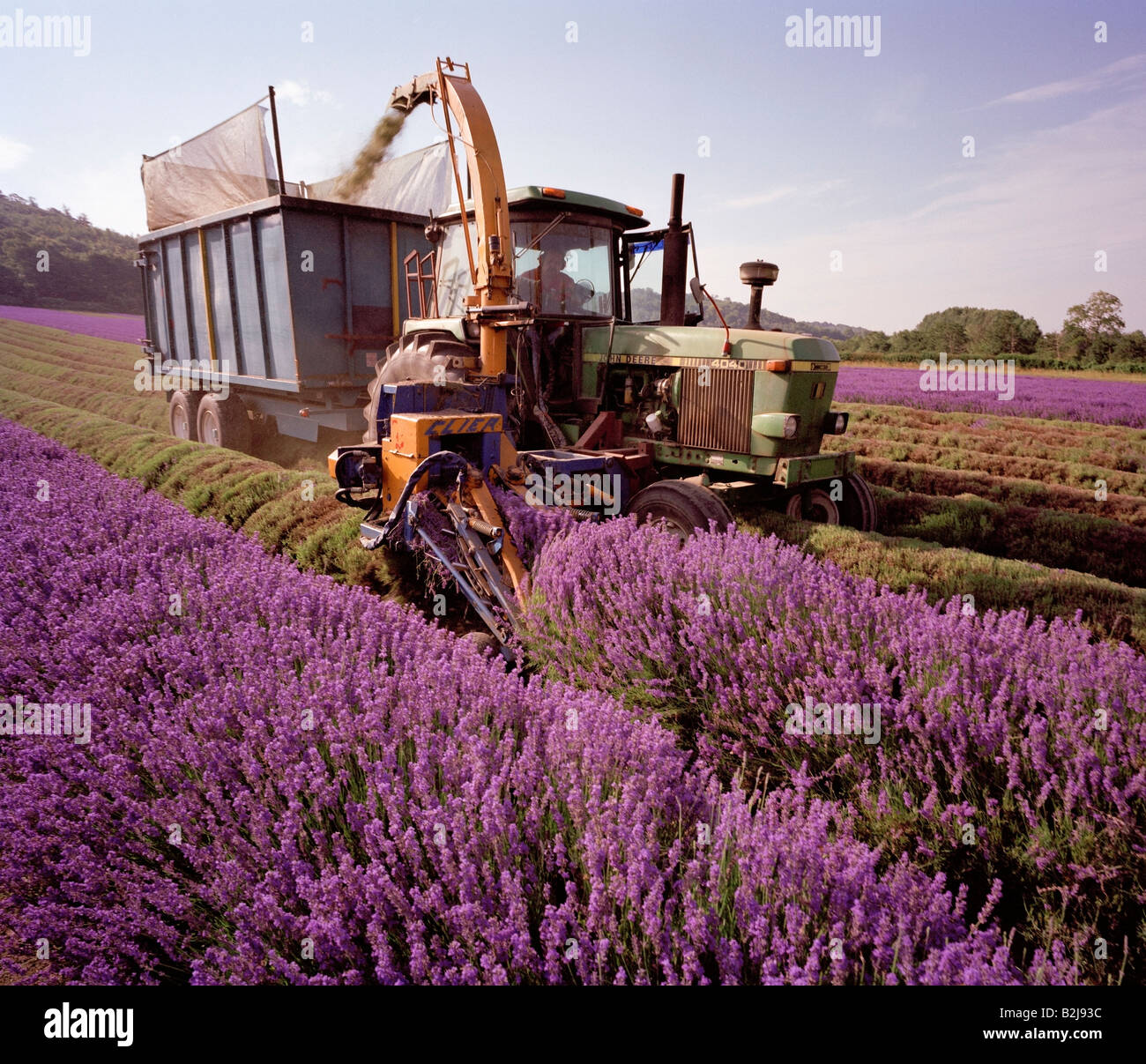 Lavender being harvested. Castle Farm, Shoreham, Darent Valley ...
