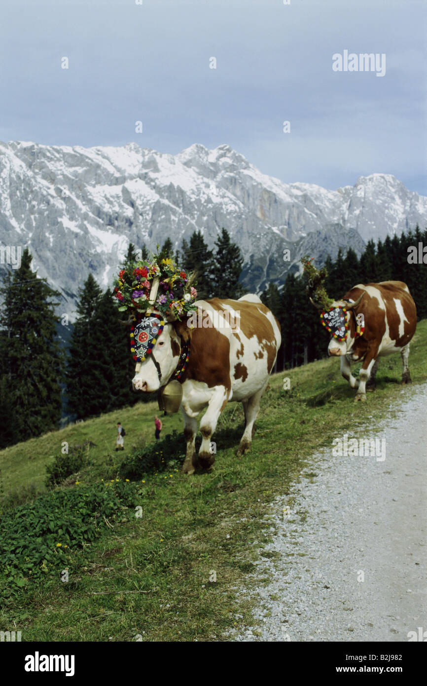 Decorated cow almabtrieb cattle drive hi-res stock photography and ...