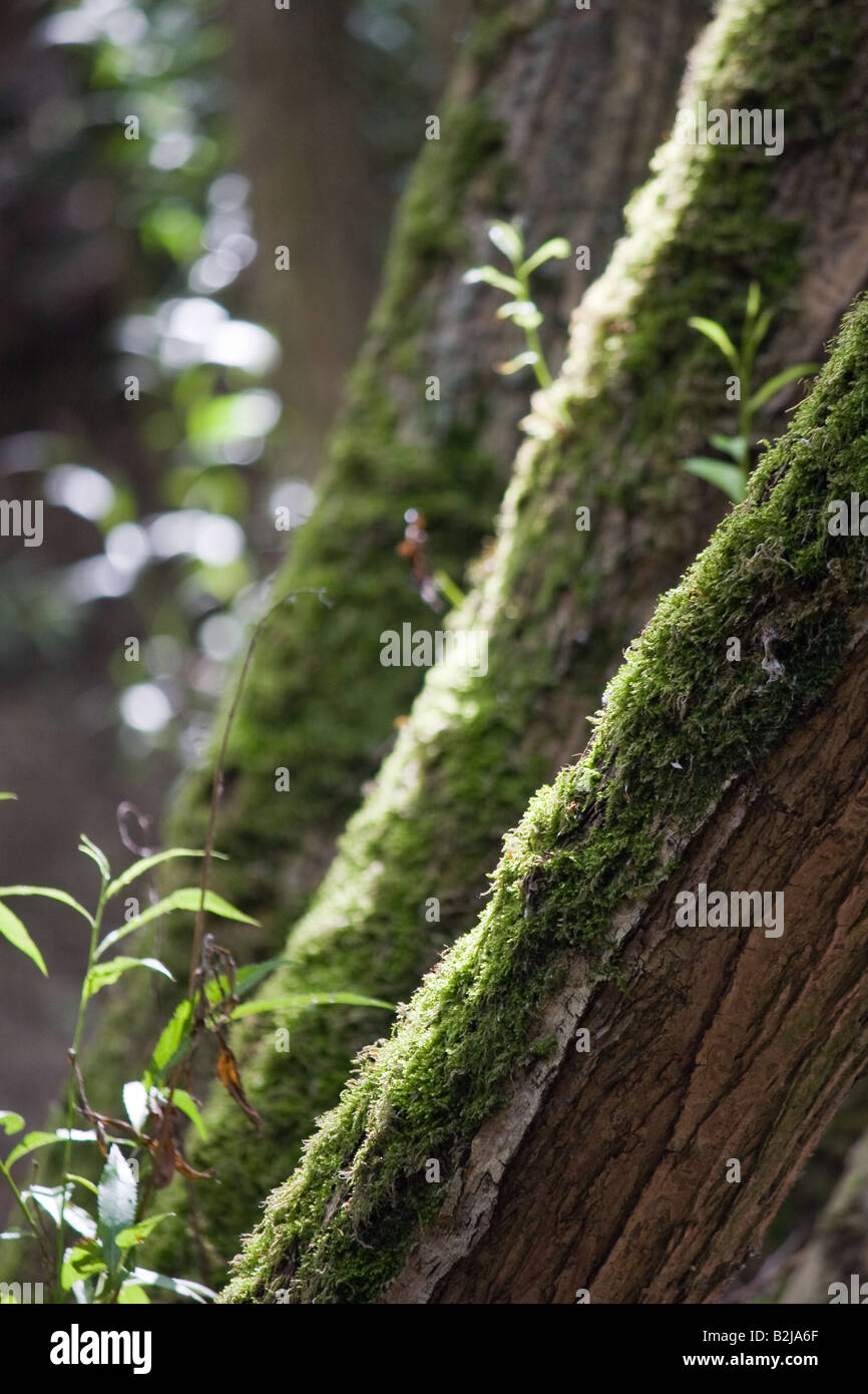 Growing on a bark hi-res stock photography and images - Alamy